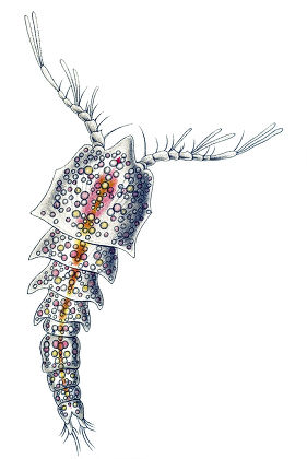 Copepoda Anatomy