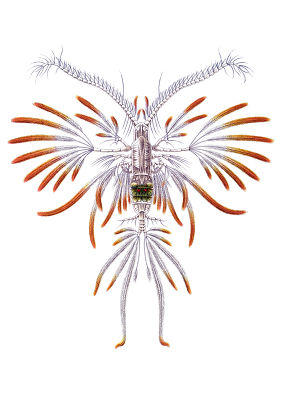 Historic Illustration Copepod Copepoda Male Tablet Editorial Stock ...