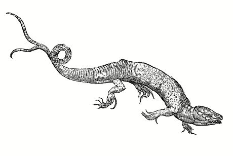 Woodcut Lacertus Viridis Cauda Duplici Lizard Editorial Stock Photo ...