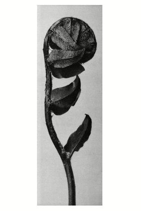Historical Photograph Sickle Shaped Shield Fern Editorial Stock Photo ...