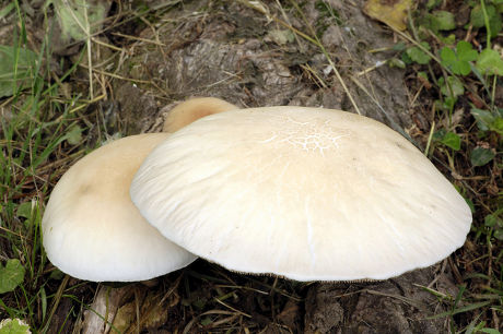 Field Mushroom Meadow Mushroom Agaricus Campestris Editorial Stock ...