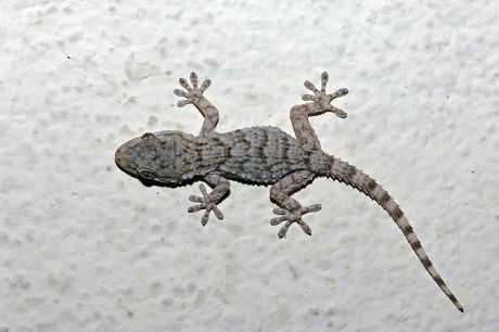 7 Common wall geckos Stock Pictures, Editorial Images and Stock Photos ...