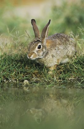 Eastern Cottontail Sylvilagus Floridanus Young Drinking Editorial Stock ...