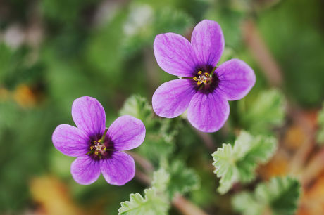 Texas Heronsbill Erodium Texanum Blooming Joshua Editorial Stock Photo ...