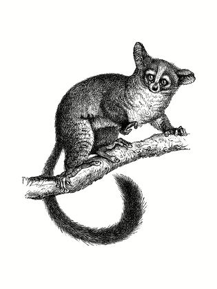 8 Galagonidae Stock Pictures, Editorial Images and Stock Photos ...