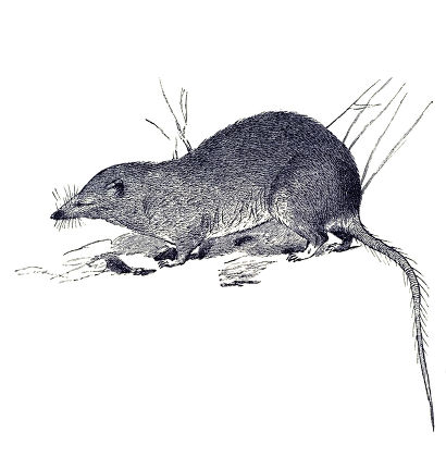 Woodcut Shrew Soricidae Editorial Stock Photo - Stock Image | Shutterstock