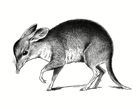 Woodcut Pigfooted Bandicoot Chaeropus Castanotis Editorial Stock Photo ...