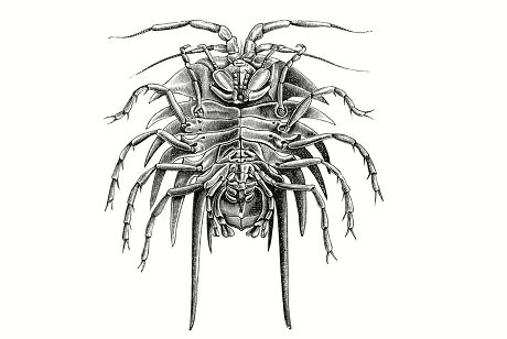 Woodcut Isopod Isopoda Editorial Stock Photo - Stock Image | Shutterstock