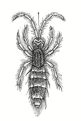 3 Collembola Stock Pictures, Editorial Images and Stock Photos ...