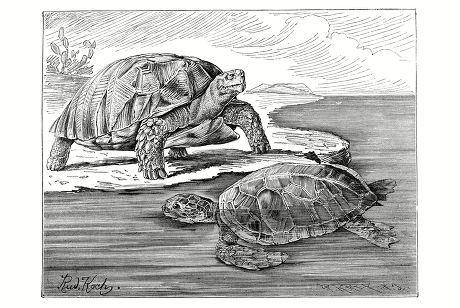 Woodcut Tortoises Land Turtle Testudo Sulcata Editorial Stock Photo ...