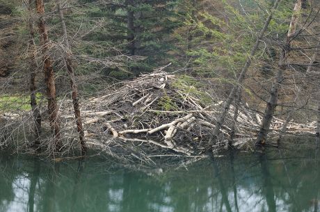 8 Beaver national forest Stock Pictures, Editorial Images and Stock ...