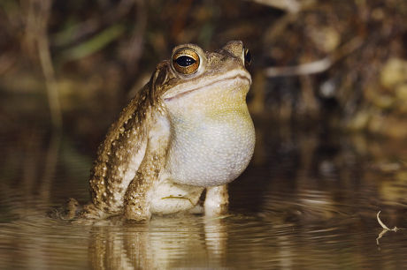 19 Country toad Stock Pictures, Editorial Images and Stock Photos ...