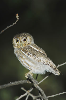 Elf Owl Micrathene Whitneyi Smallest Owl Editorial Stock Photo - Stock ...