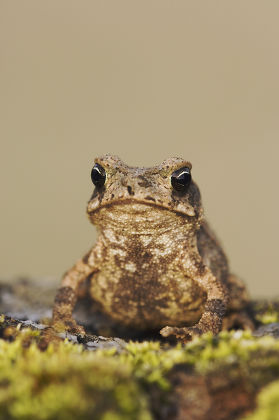 19 Country toad Stock Pictures, Editorial Images and Stock Photos ...