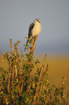Blackwinged Kite Elanus Caeruleus On Perch Editorial Stock Photo ...