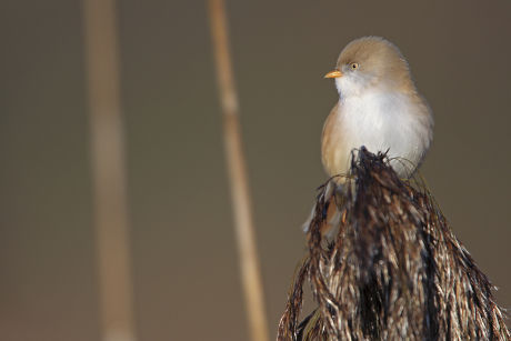 Female Bearded Reedling Panurus Biarmicus Parrotbill Editorial Stock ...