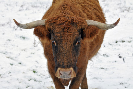 56 Bovid species Stock Pictures, Editorial Images and Stock Photos ...