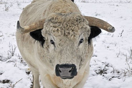 56 Bovid species Stock Pictures, Editorial Images and Stock Photos ...