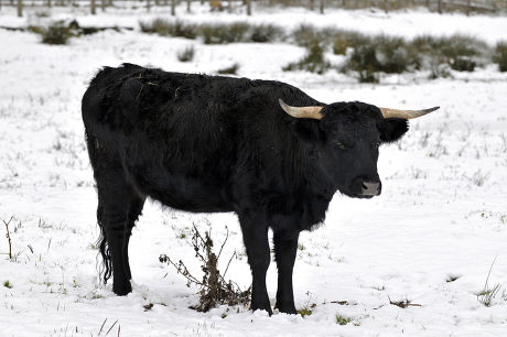 56 Bovid species Stock Pictures, Editorial Images and Stock Photos ...
