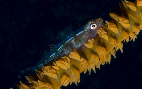 33 Whip goby Stock Pictures, Editorial Images and Stock Photos ...