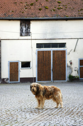 Dog On Chain On Farm Horbach Editorial Stock Photo - Stock Image ...