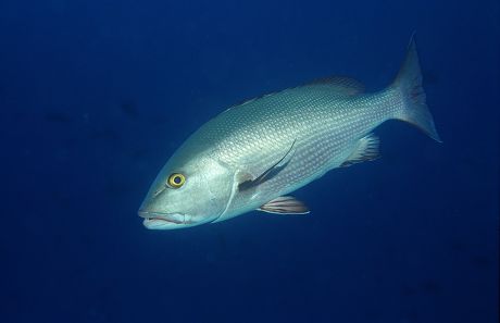 18 Lutjanus bohar Stock Pictures, Editorial Images and Stock Photos ...