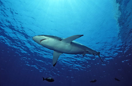 Silky Shark Carcharhinus Falciformis Brother Islands Editorial Stock ...