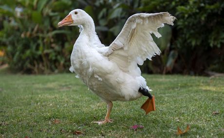 250 Goose leg Stock Pictures, Editorial Images and Stock Photos ...