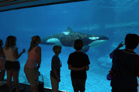 Orca Show Seaworld Adventure Park Orlando Editorial Stock Photo - Stock ...