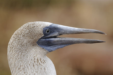 14 Bobby birds Stock Pictures, Editorial Images and Stock Photos ...