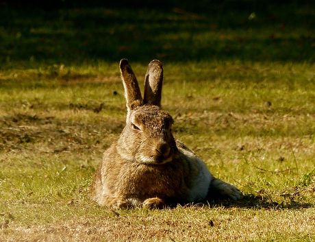 Rabbit Enjoys Sunshine Chewton Bunny Nature Editorial Stock Photo ...
