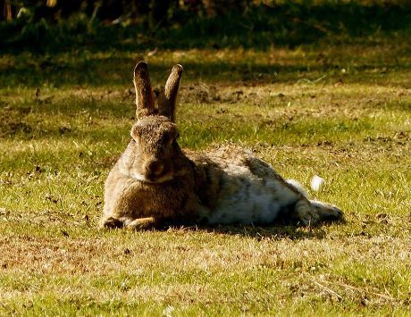 Rabbit Enjoys Sunshine Chewton Bunny Nature Editorial Stock Photo ...
