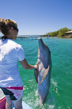 Model Released Dolphin Trainer Training Dolphin Editorial Stock Photo ...