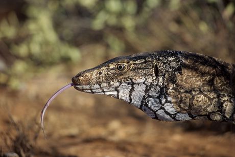 3 Perenties Stock Pictures, Editorial Images and Stock Photos ...