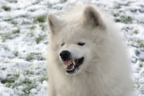 22 Angry pet Stock Pictures, Editorial Images and Stock Photos ...