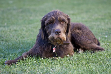 10 Pudel Stock Pictures, Editorial Images and Stock Photos | Shutterstock