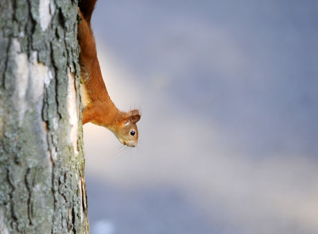 59 Climbing down a tree Stock Pictures, Editorial Images and Stock ...