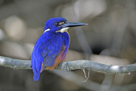 Azure Kingfisher Alcedo Azurea Very Rare Editorial Stock Photo - Stock ...