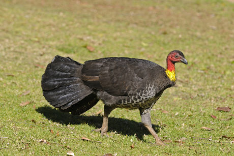 Australian Brushturkey Scrub Turkey Bush Turkey Editorial Stock Photo ...