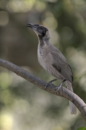 Helmeted Friarbird Philemon Buceroides Rare Bird Editorial Stock Photo ...