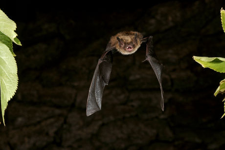 Whiskered Bat Myotis Mystacinus Editorial Stock Photo - Stock Image ...