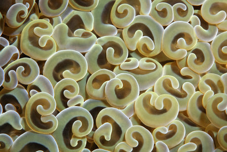 Graphic Structure Polyps Anchor Coral Euphyllia Editorial Stock Photo ...