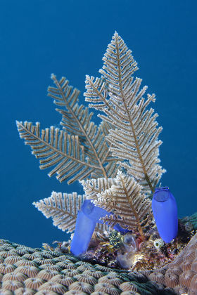6 Feather hydroid Stock Pictures, Editorial Images and Stock Photos ...