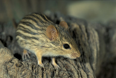Barbary Striped Grass Mouse Zebra Mouse Editorial Stock Photo - Stock ...