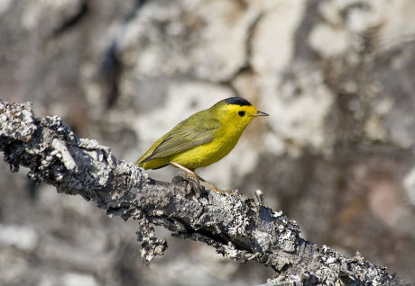 Wilsons Warbler Wilsonia Pusilla Pacific Coast Editorial Stock Photo ...