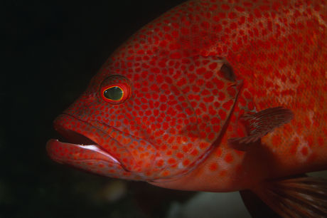 11 Cephalopholis sonnerati Stock Pictures, Editorial Images and Stock ...