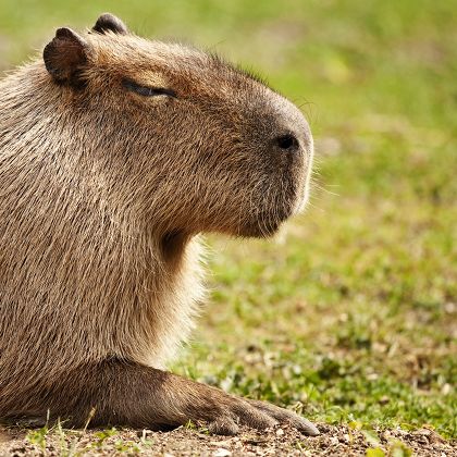 35 Capibara Stock Pictures, Editorial Images and Stock Photos ...