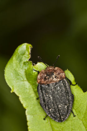 19 Carrion beetle Stock Pictures, Editorial Images and Stock Photos ...