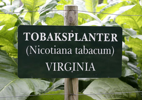30 Tabacum Stock Pictures, Editorial Images and Stock Photos | Shutterstock