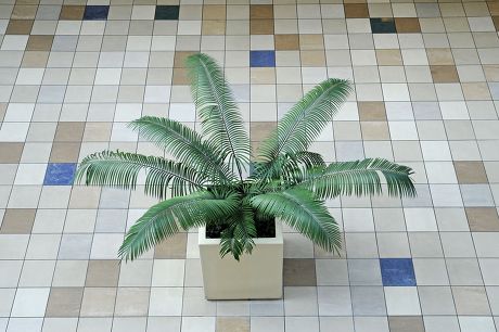 Solitary Palm Tree Flower Pot Tiled Editorial Stock Photo - Stock Image ...
